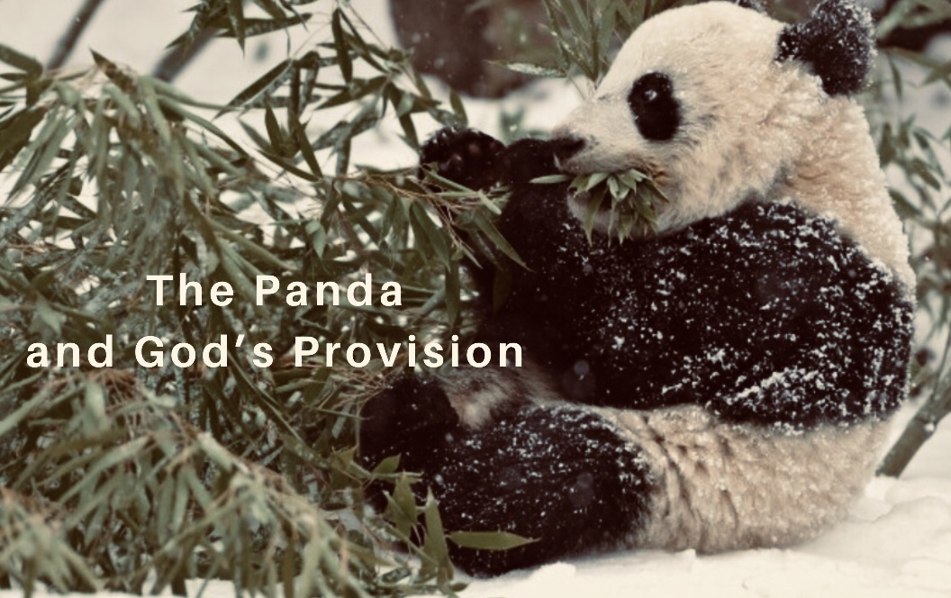 The Panda and God’s Provision – theidolbabbler.com
